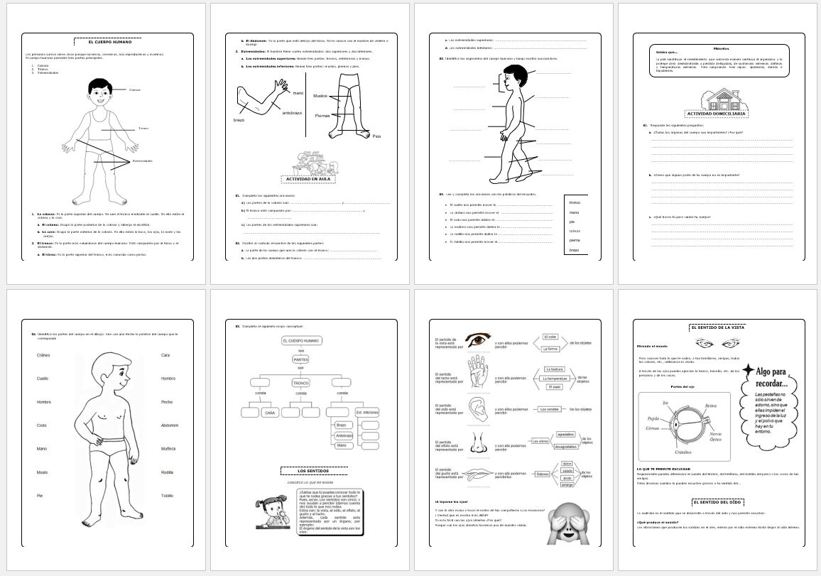 LAMINAS Y FICHAS DEL CUERPO HUMANO - Materiales Educativos